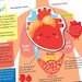 Human Heart Anatomy Activity, Kids Circulatory System, Anatomy Bundle ...