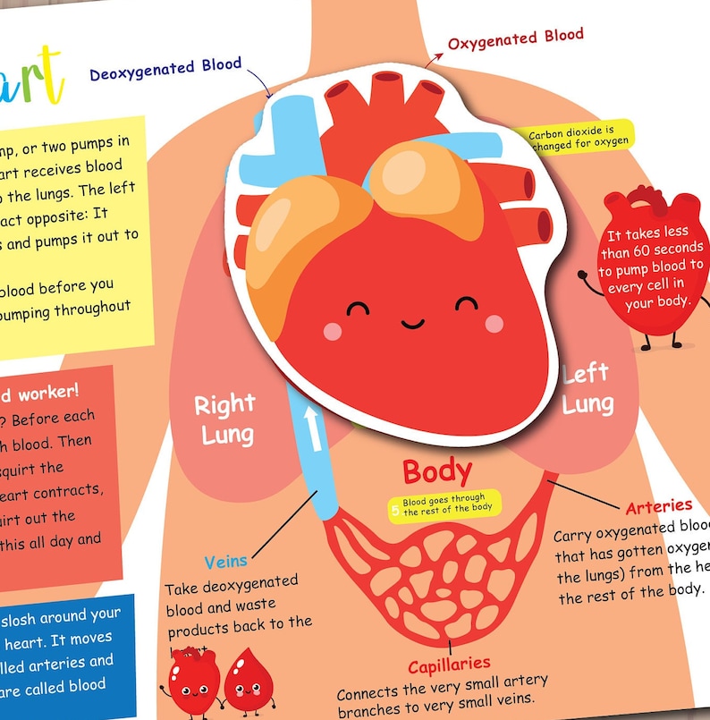 Human Heart Anatomy Activity Kids Circulatory System Anatomy - Etsy