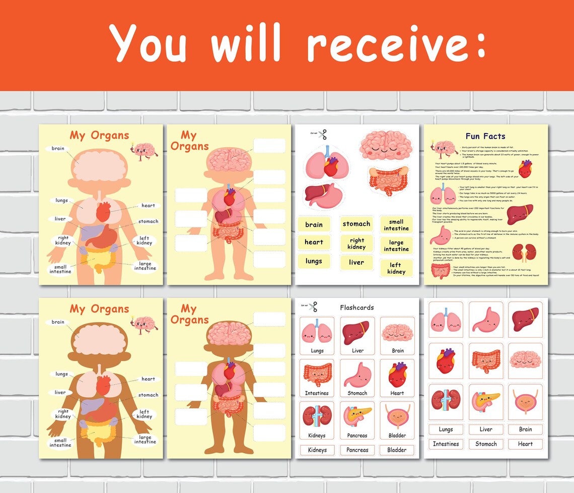 Human Anatomy Printable Activity Homeschool Resource - Etsy