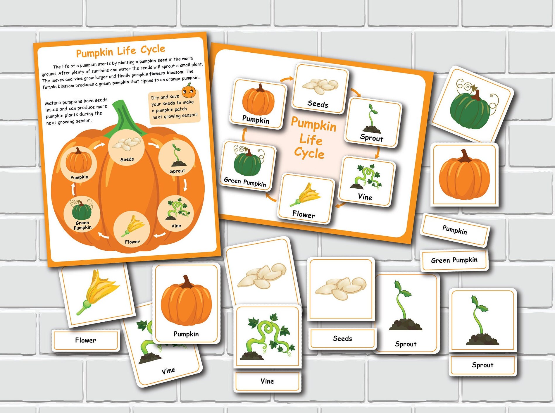 Pumpkin Unit Study Life Cycle of a Pumpkin Pumpkin - Etsy