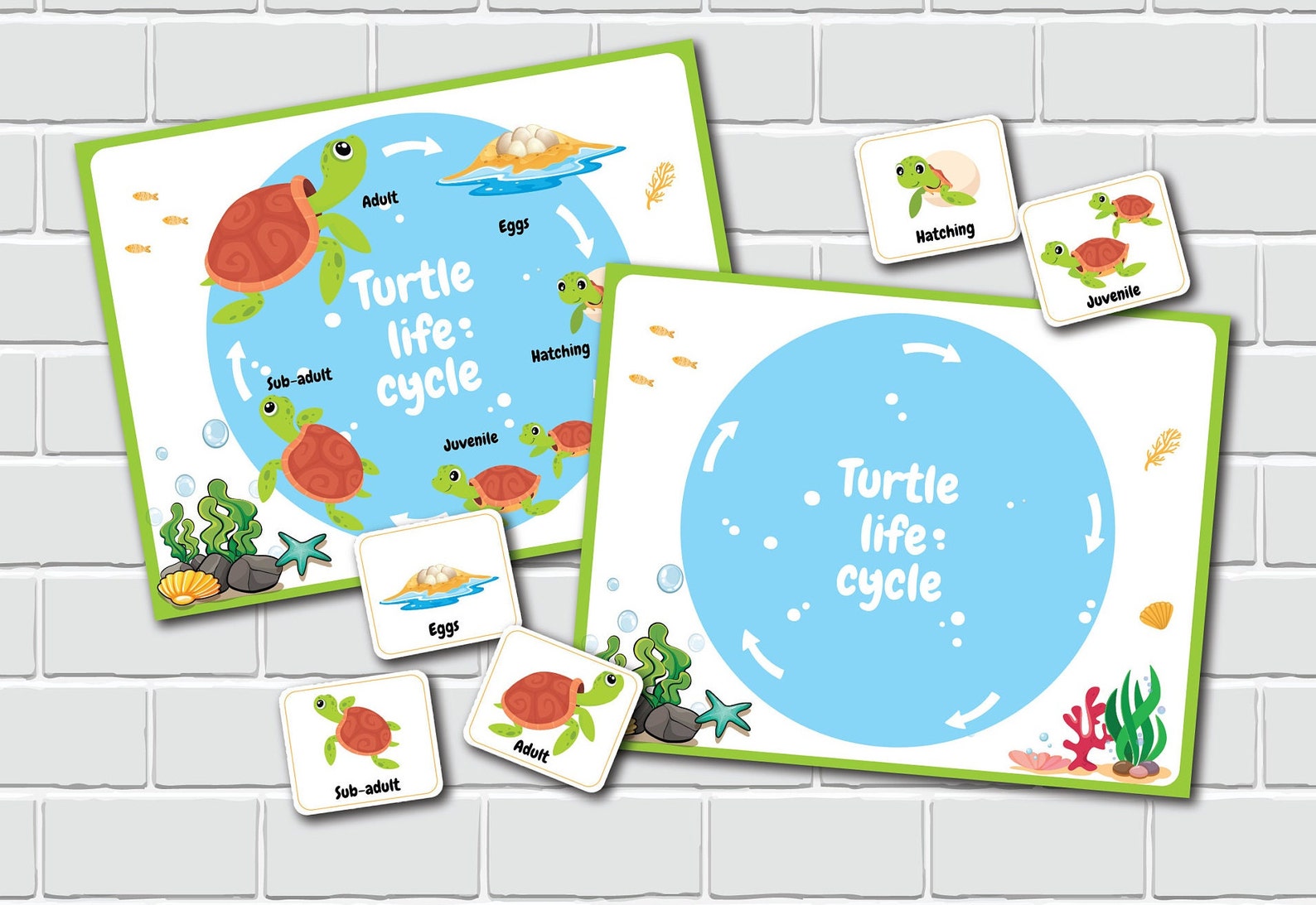 Life Cycle of a Turtle Turtle Anatomy 3 Part Montessori - Etsy