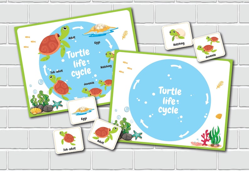 Life Cycle of a Turtle, Turtle Anatomy, 3 Part Montessori Cards, Nature ...