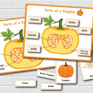 Pumpkin Unit Study, Life Cycle of a Pumpkin, Pumpkin Varieties, Fall ...