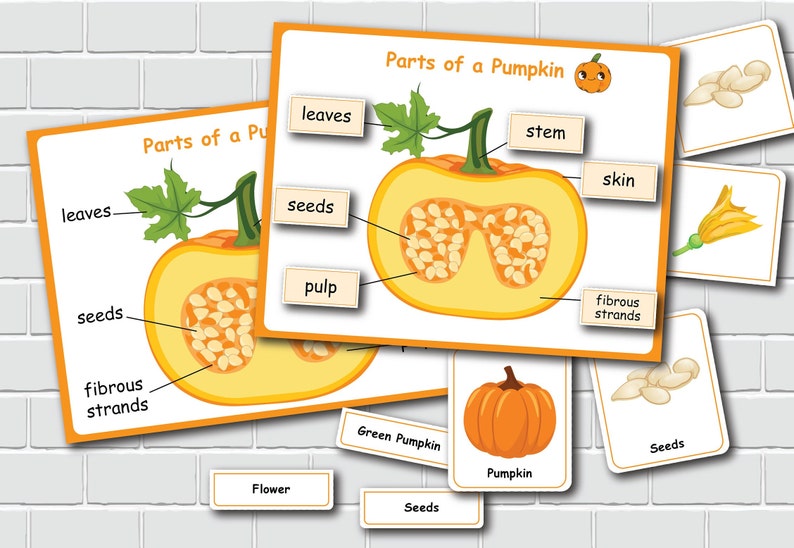 Pumpkin Unit Study Life Cycle of a Pumpkin Pumpkin - Etsy