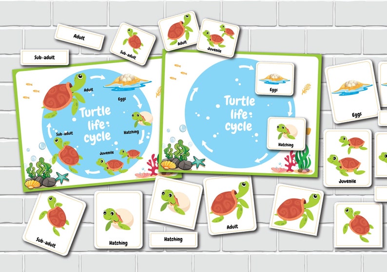 Life Cycle of a Turtle Turtle Anatomy 3 Part Montessori - Etsy
