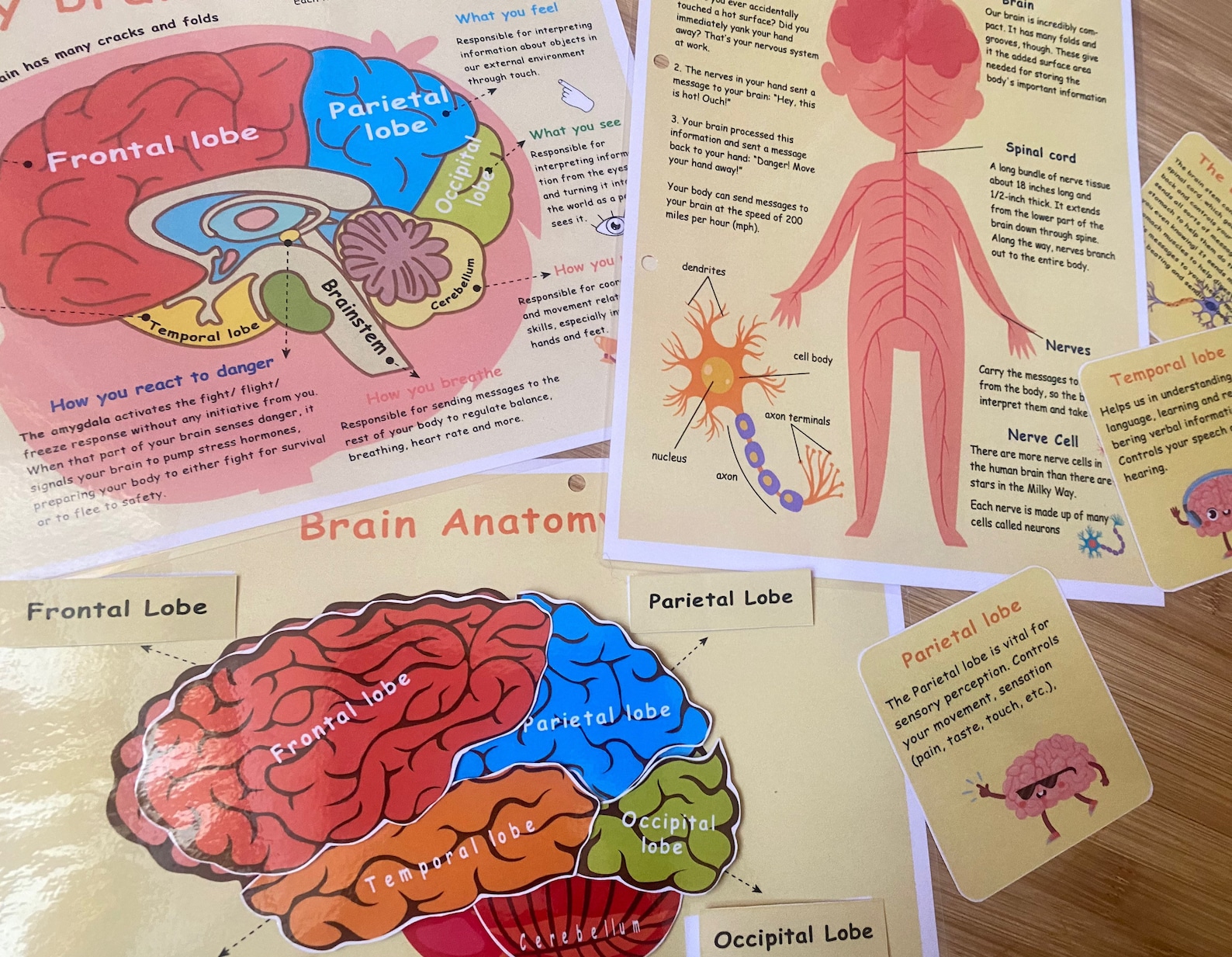 Human Brain Printable Activity Anatomy Busy Book Brain - Etsy