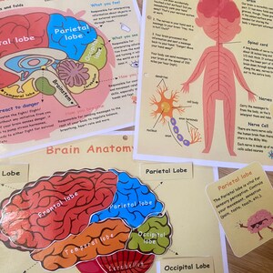 Human Brain Printable Activity, Anatomy Busy Book, Brain Puzzle, Brain ...