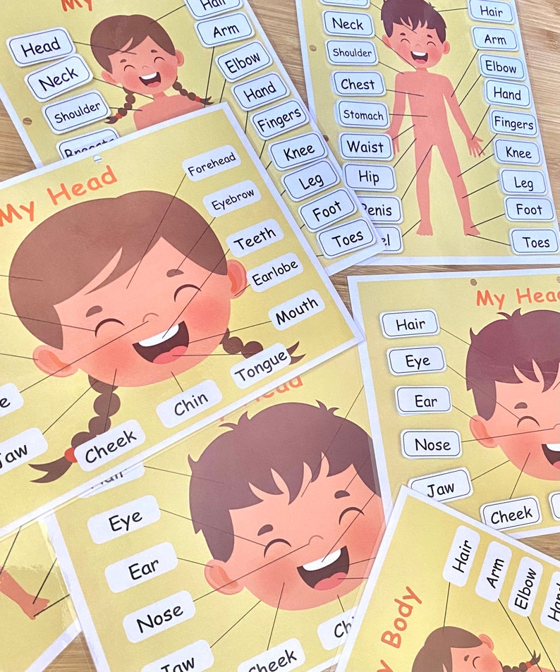 Anatomy Busy Book Printable Learning Binder Preschool - Etsy