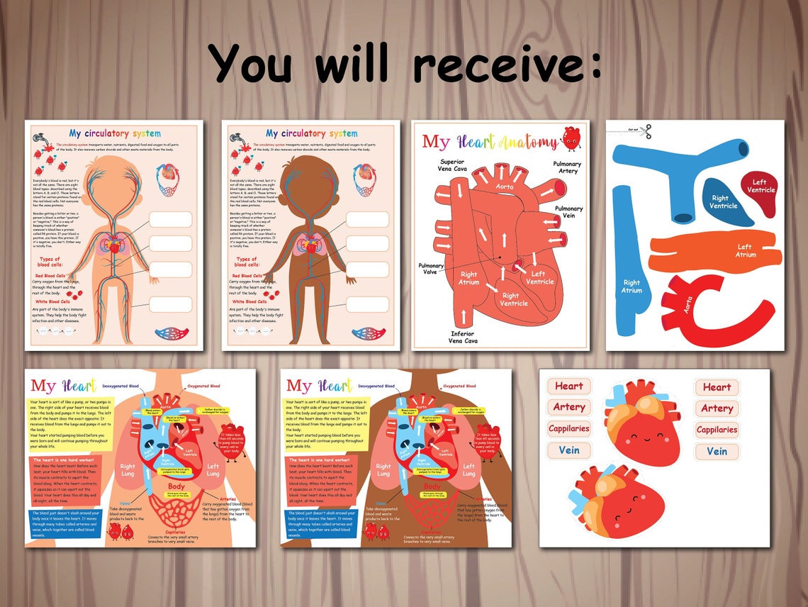 Human Heart Anatomy Activity Kids Circulatory System Anatomy - Etsy