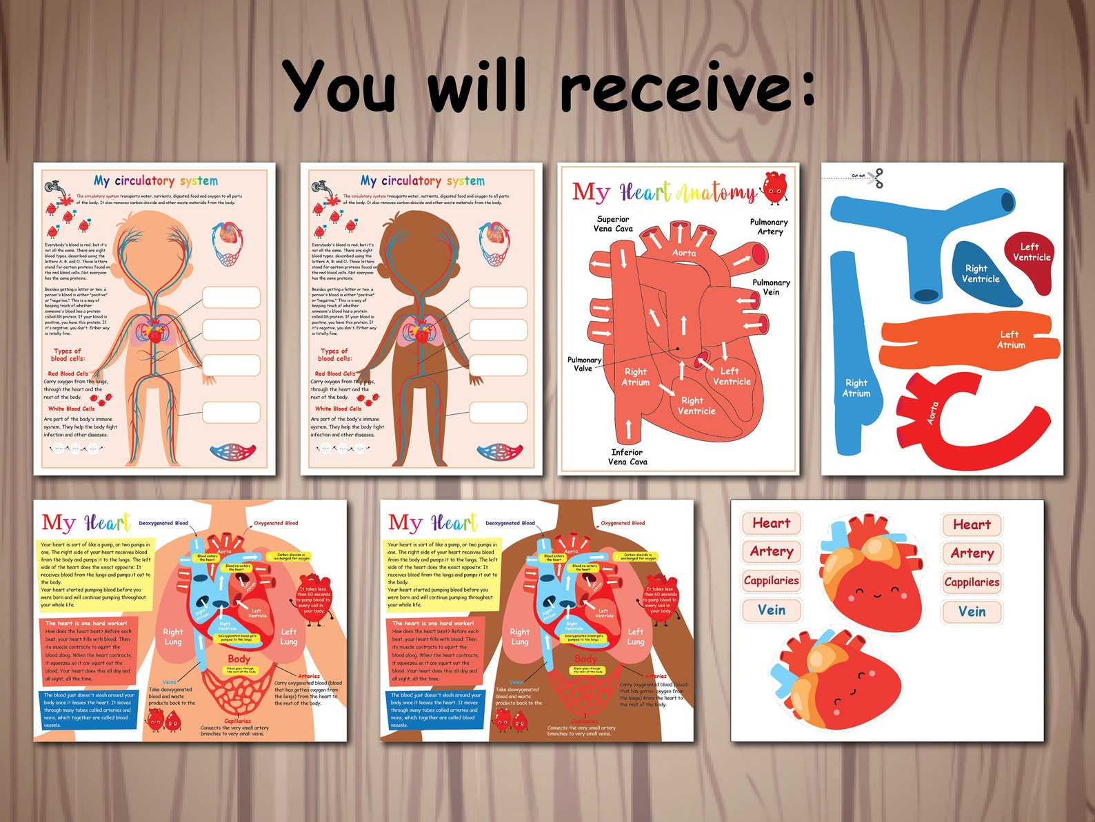 Human Heart Anatomy Activity Kids Circulatory System Anatomy - Etsy