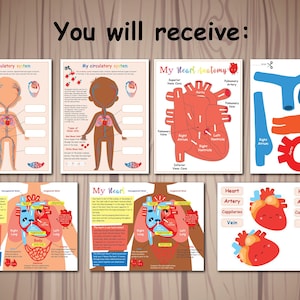 Human Heart Anatomy Activity, Kids Circulatory System, Anatomy Bundle ...