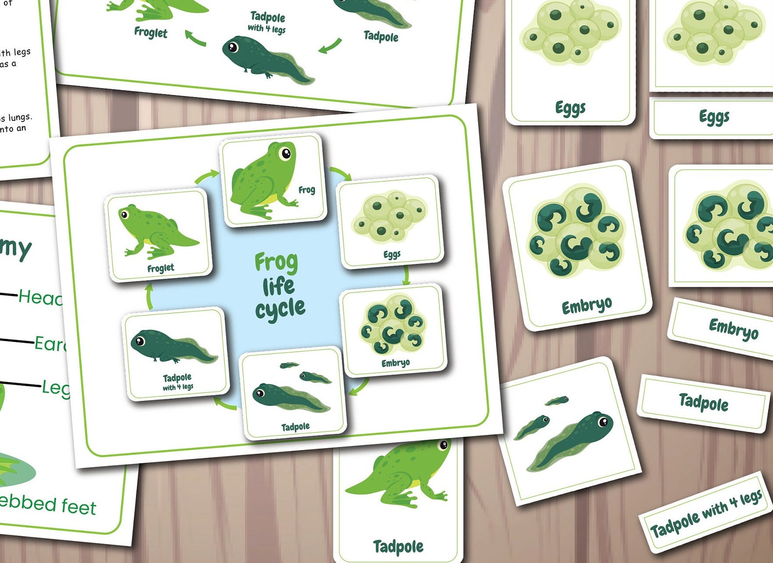 Life Cycle of a Frog Frog Anatomy 3 Part Montessori Cards - Etsy