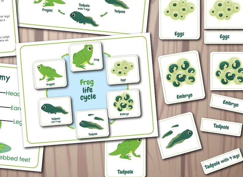Life Cycle of a Frog Frog Anatomy 3 Part Montessori Cards - Etsy