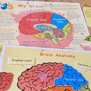 Human Brain Printable Activity, Anatomy Busy Book, Brain Puzzle, Brain ...