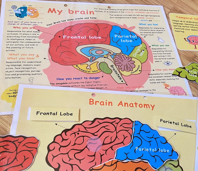 Human Brain Printable Activity Anatomy Busy Book Brain - Etsy
