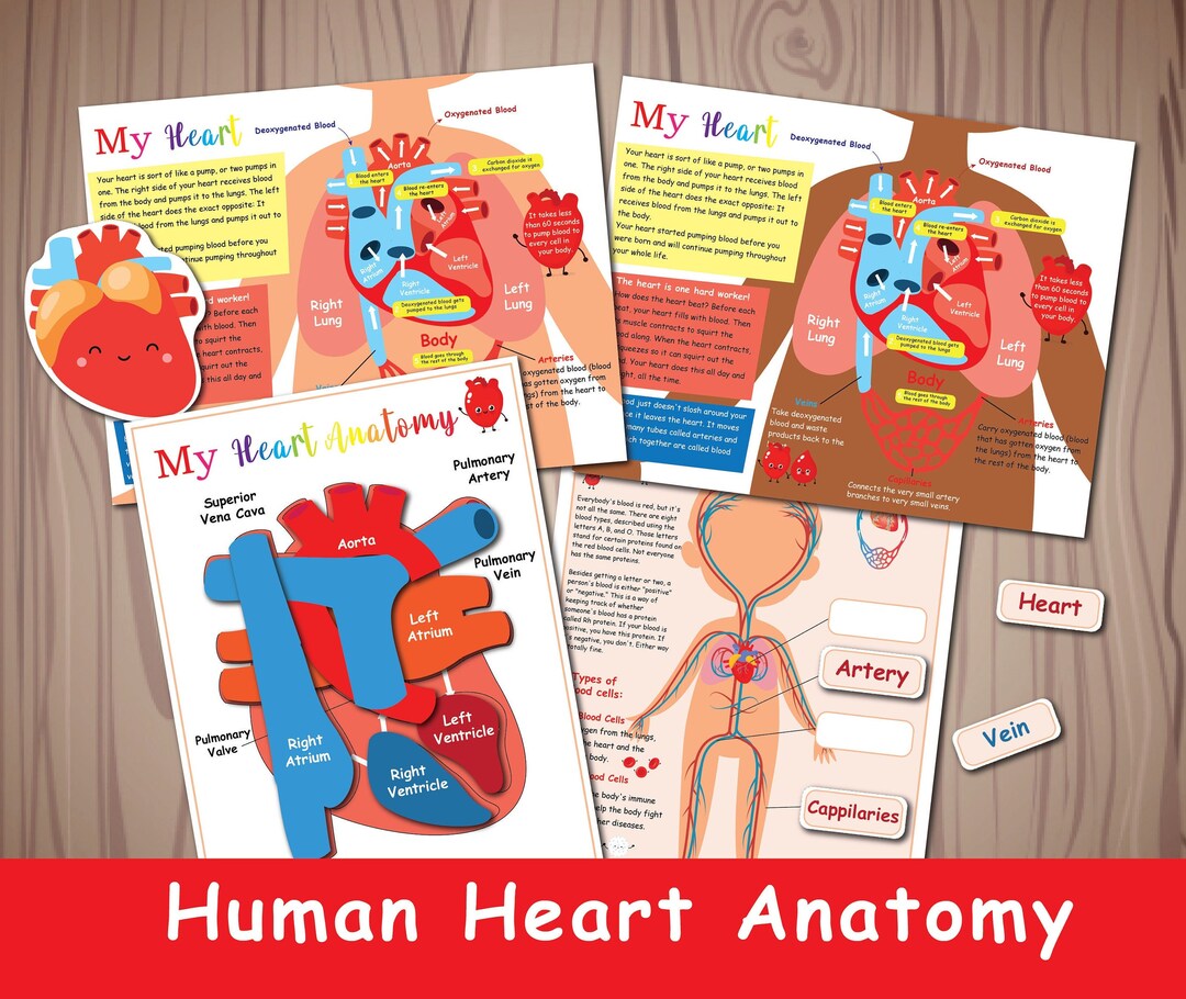 Human Heart Anatomy Activity, Kids Circulatory System, Anatomy Bundle ...
