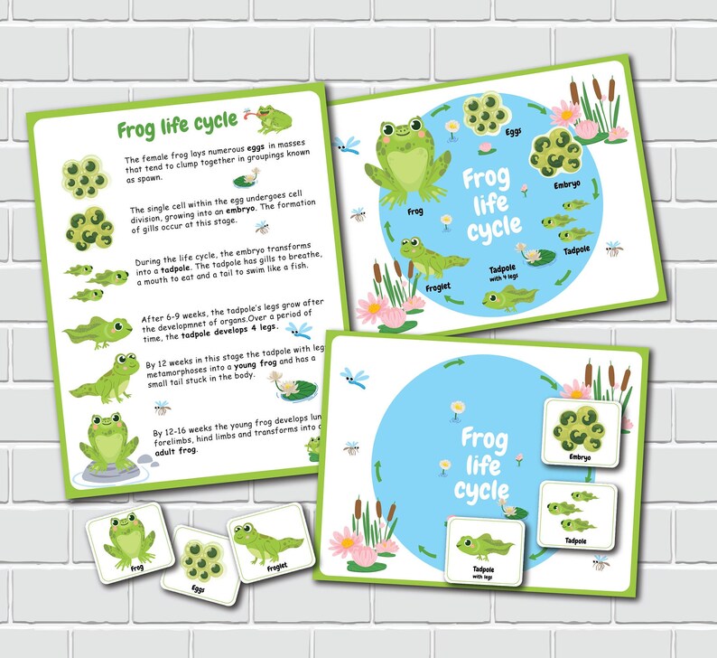 Life Cycle of a Frog, Frog Anatomy, 3 Part Montessori Cards, Nature ...