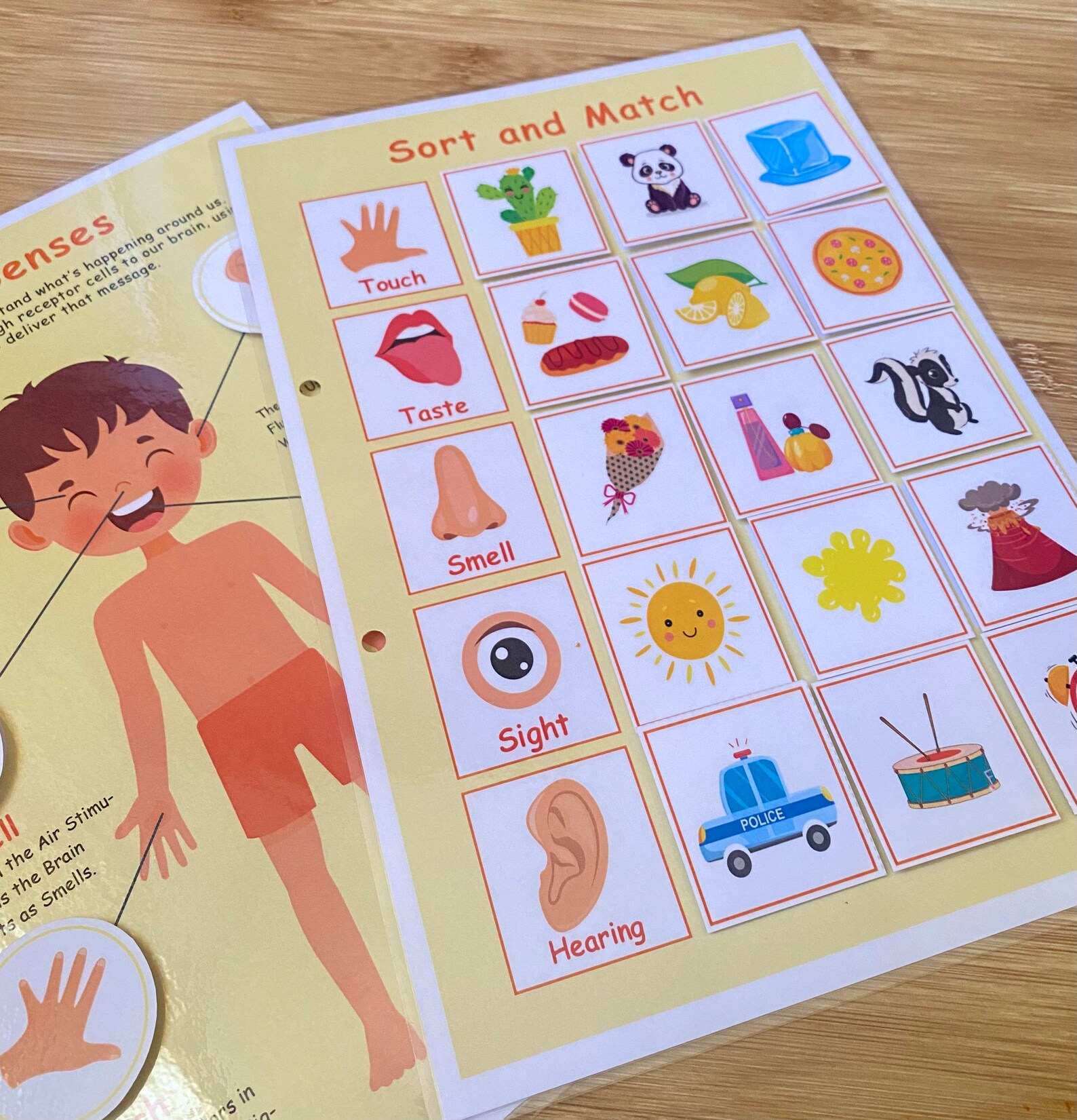 Five Senses Sorting Printable Activity 5 Senses Matching - Etsy Canada