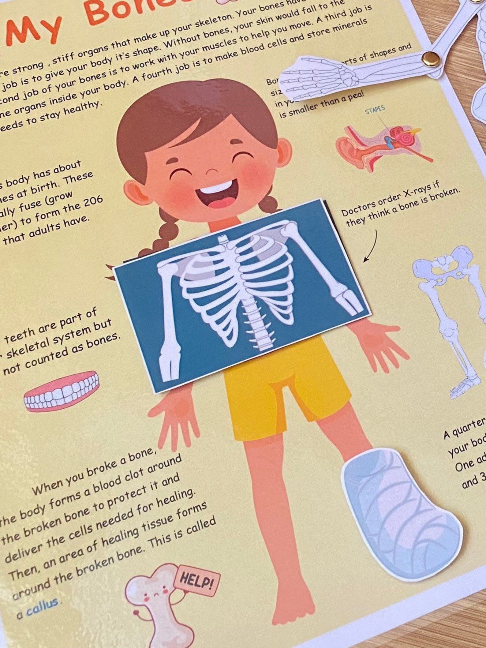 Human Skeleton Anatomy Activity Printable Skeletal System - Etsy