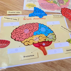 Human Brain Printable Activity, Anatomy Busy Book, Brain Puzzle, Brain ...