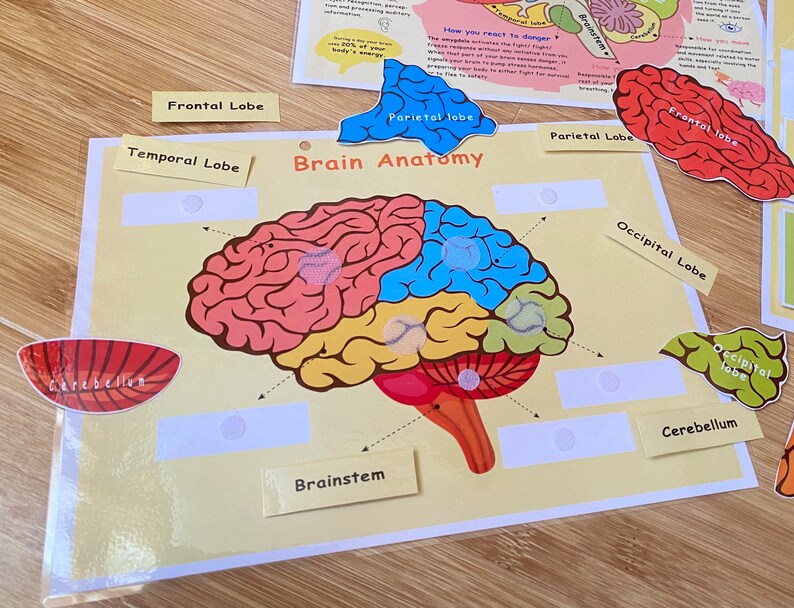 Human Brain Printable Activity Anatomy Busy Book Brain - Etsy