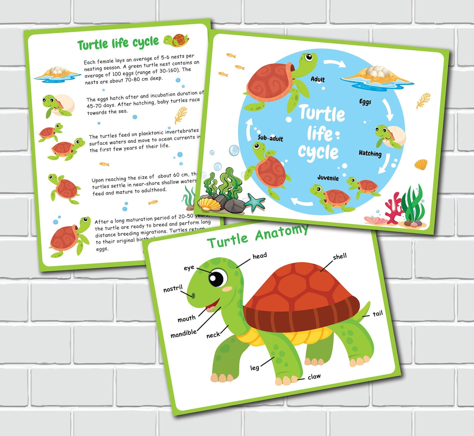 Life Cycle of a Turtle Turtle Anatomy 3 Part Montessori - Etsy