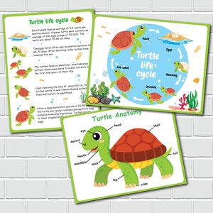 Life Cycle of a Turtle, Turtle Anatomy, 3 Part Montessori Cards, Nature ...