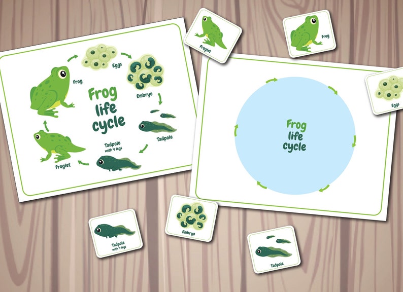 Life Cycle of a Frog Frog Anatomy 3 Part Montessori Cards - Etsy