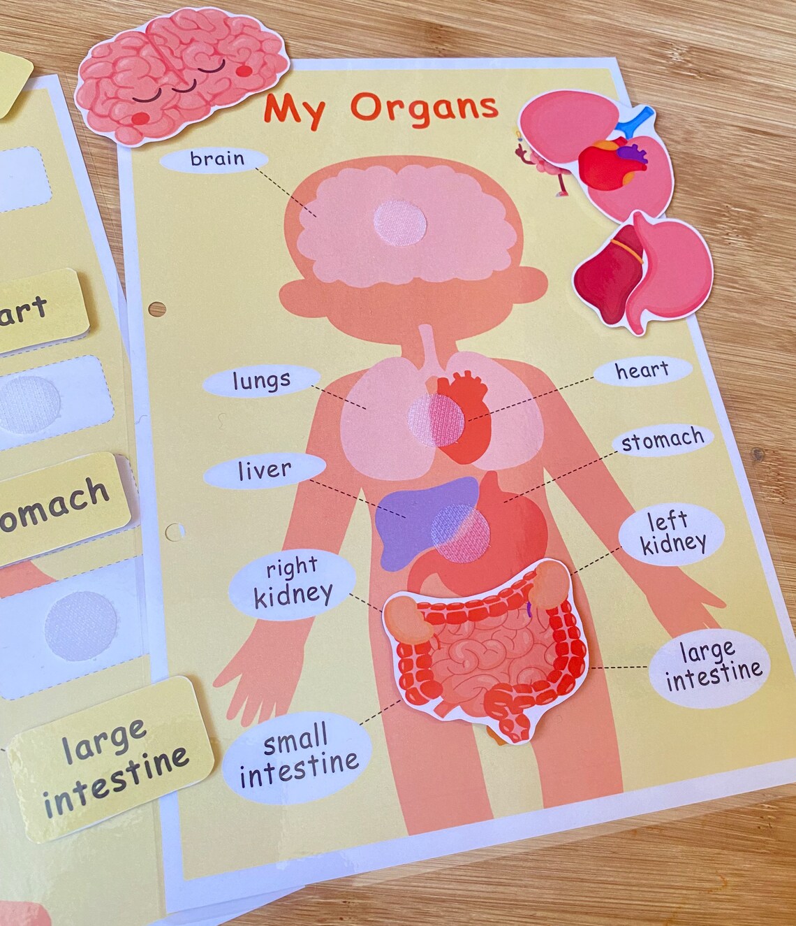 Anatomy Busy Book Printable Learning Binder Preschool - Etsy