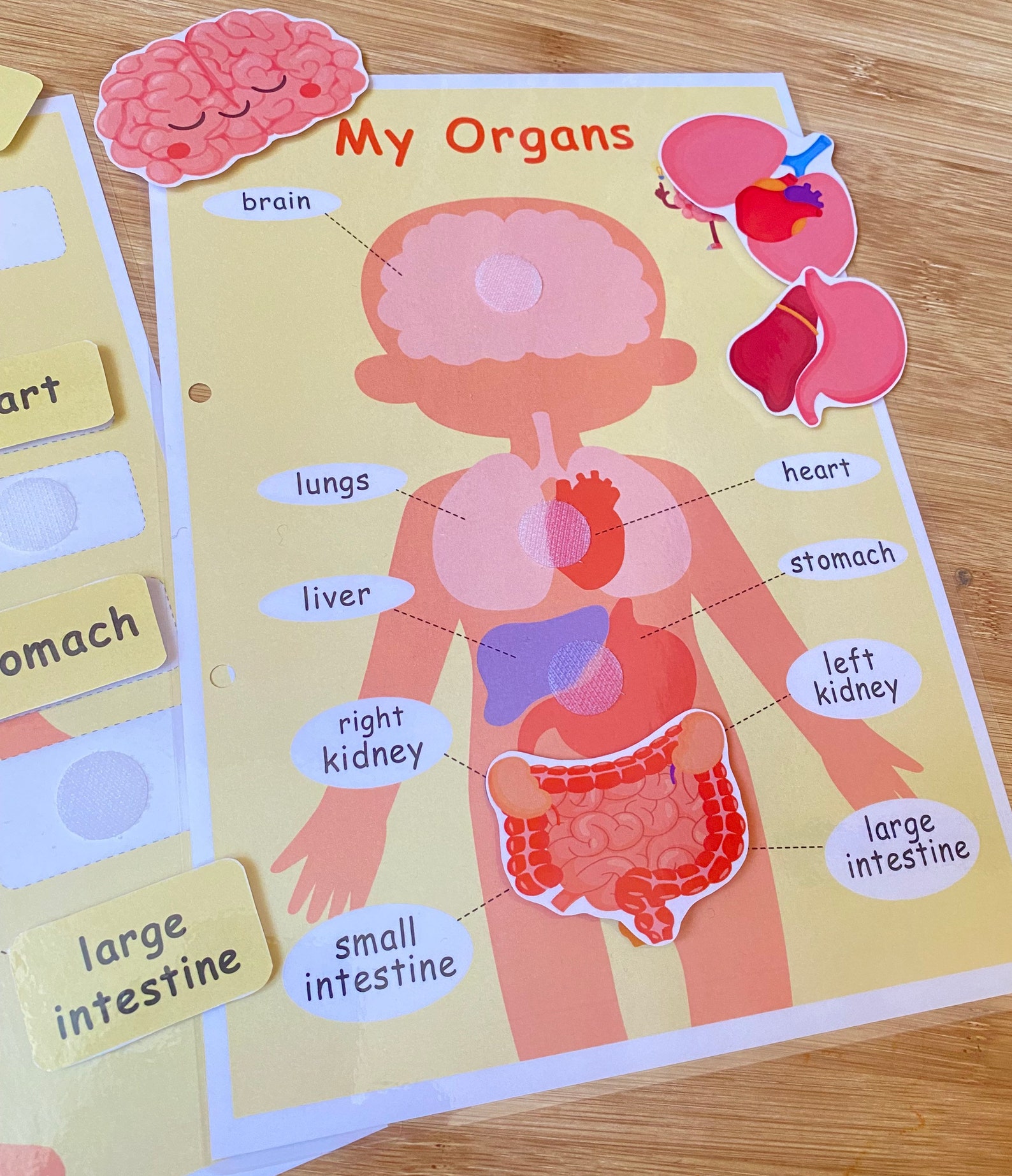 Anatomy Busy Book Printable Learning Binder Preschool - Etsy
