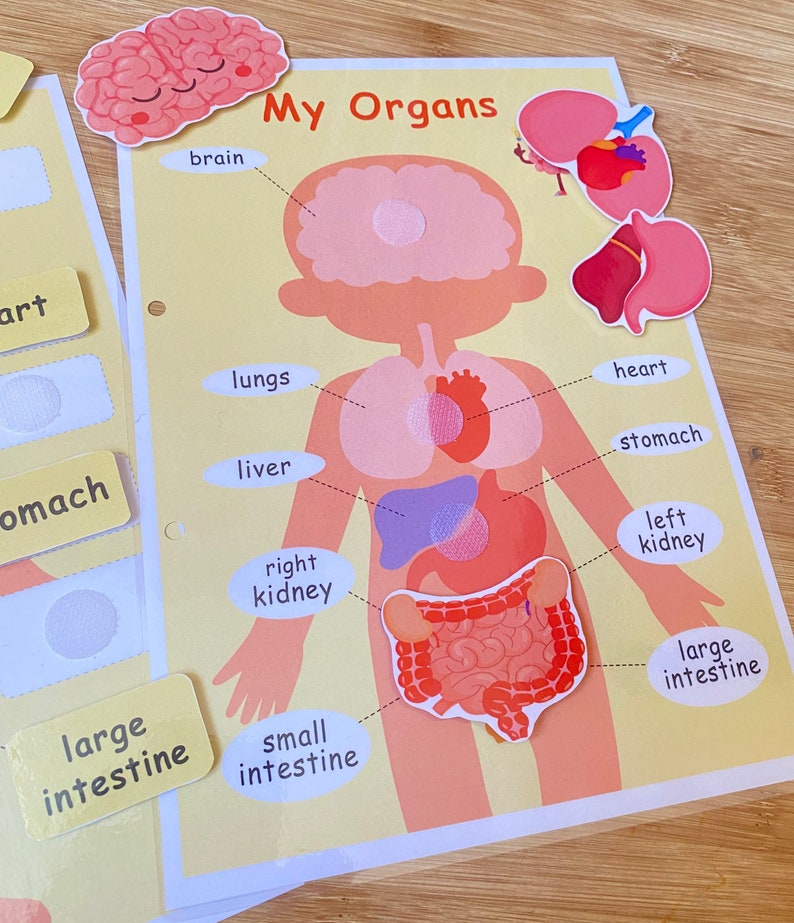 Anatomy Busy Book Printable Learning Binder Preschool - Etsy