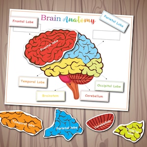 Human Brain Printable Activity Anatomy Busy Book Brain - Etsy
