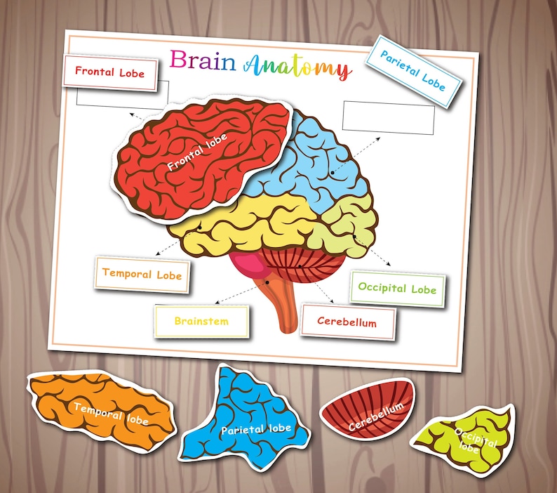 Human Brain Printable Activity Anatomy Busy Book Brain - Etsy