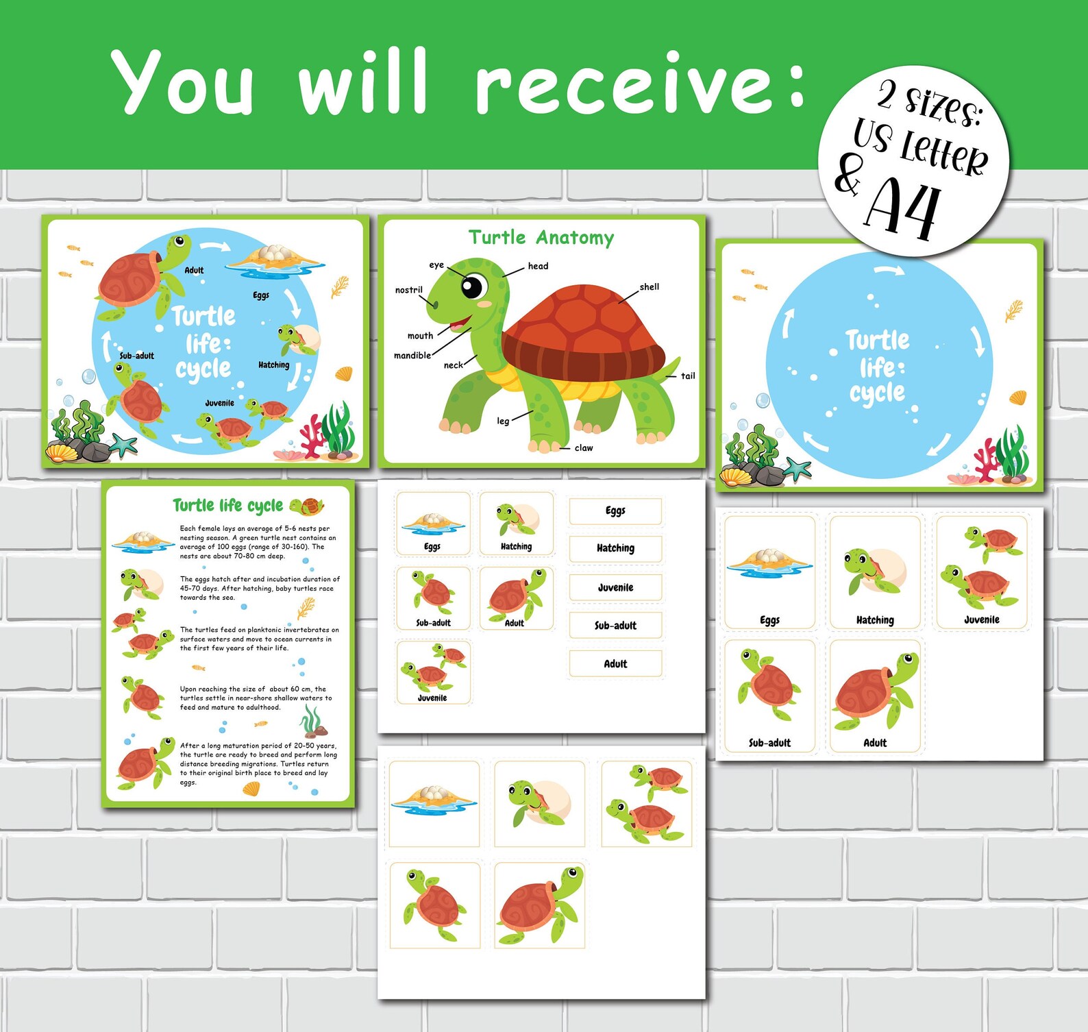Life Cycle of a Turtle, Turtle Anatomy, 3 Part Montessori Cards, Nature ...