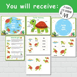 Life Cycle of a Turtle, Turtle Anatomy, 3 Part Montessori Cards, Nature ...