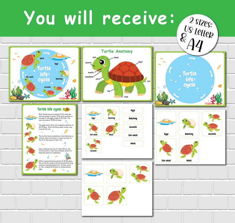 Life Cycle of a Turtle, Turtle Anatomy, 3 Part Montessori Cards, Nature ...