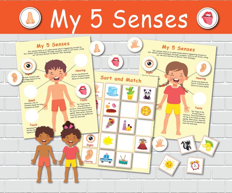 Five Senses Sorting Printable Activity 5 Senses Matching Etsy