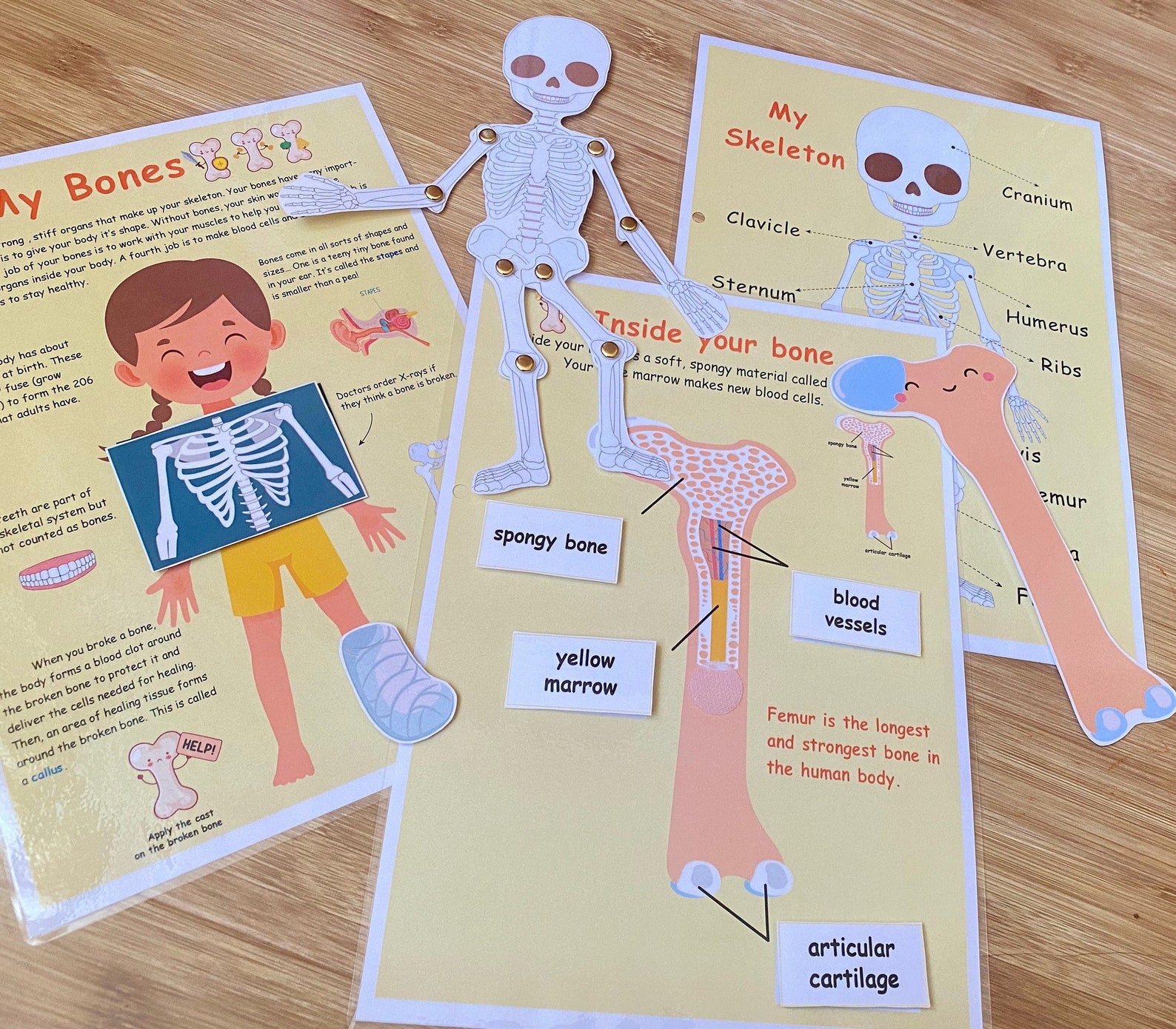 Human Skeleton Anatomy Activity Printable Skeletal System - Etsy