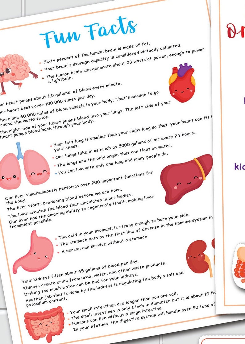 Body Systems Activity Human Anatomy Worksheets Preschool Busy - Etsy