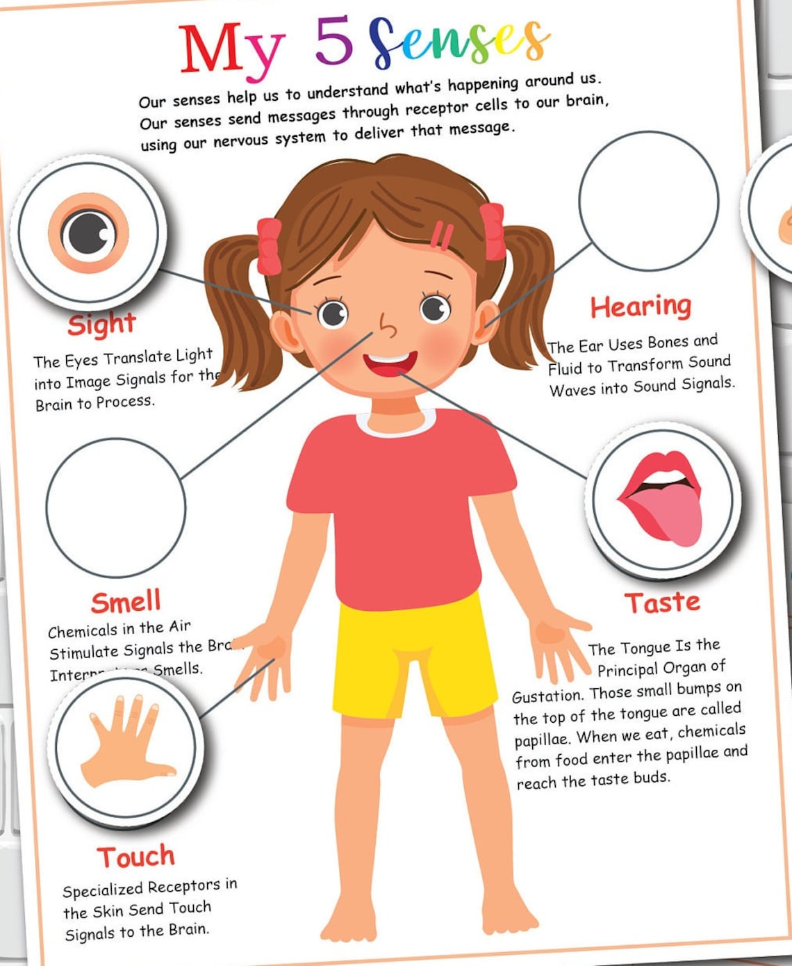 Five Senses Sorting Printable Activity 5 Senses Matching Etsy Canada five-senses-sorting-printable-activity-5-senses-matching-etsy-canada