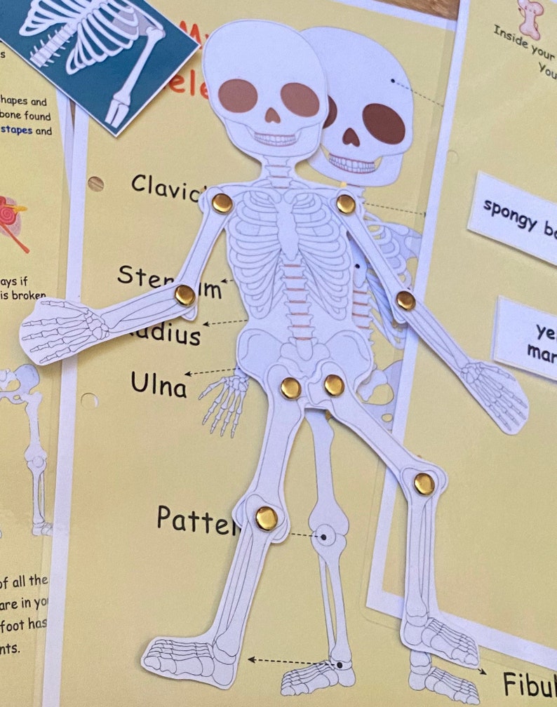 Human Skeleton Anatomy Activity Printable Skeletal System - Etsy UK