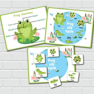 Life Cycle of a Frog, Frog Anatomy, 3 Part Montessori Cards, Nature ...