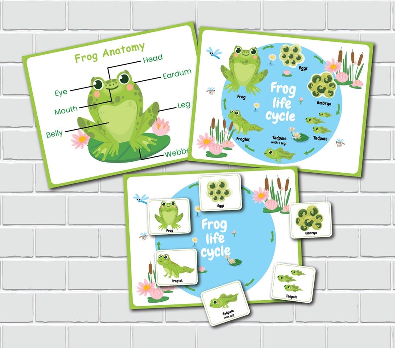Life Cycle of a Frog Frog Anatomy 3 Part Montessori Cards - Etsy