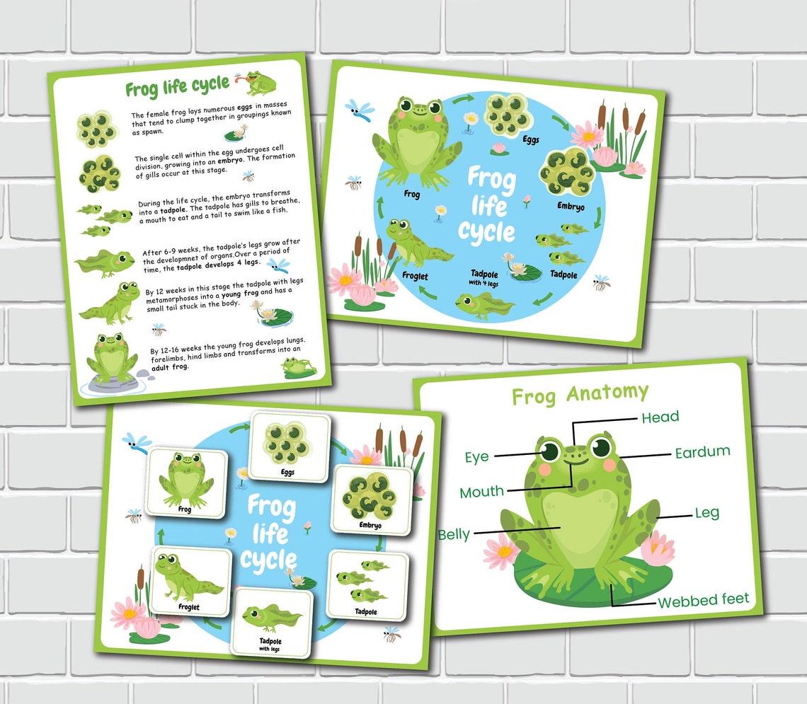 Life Cycle of a Frog, Frog Anatomy, 3 Part Montessori Cards, Nature ...