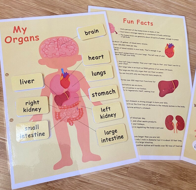 Human Anatomy Printable Activity Homeschool Resource - Etsy