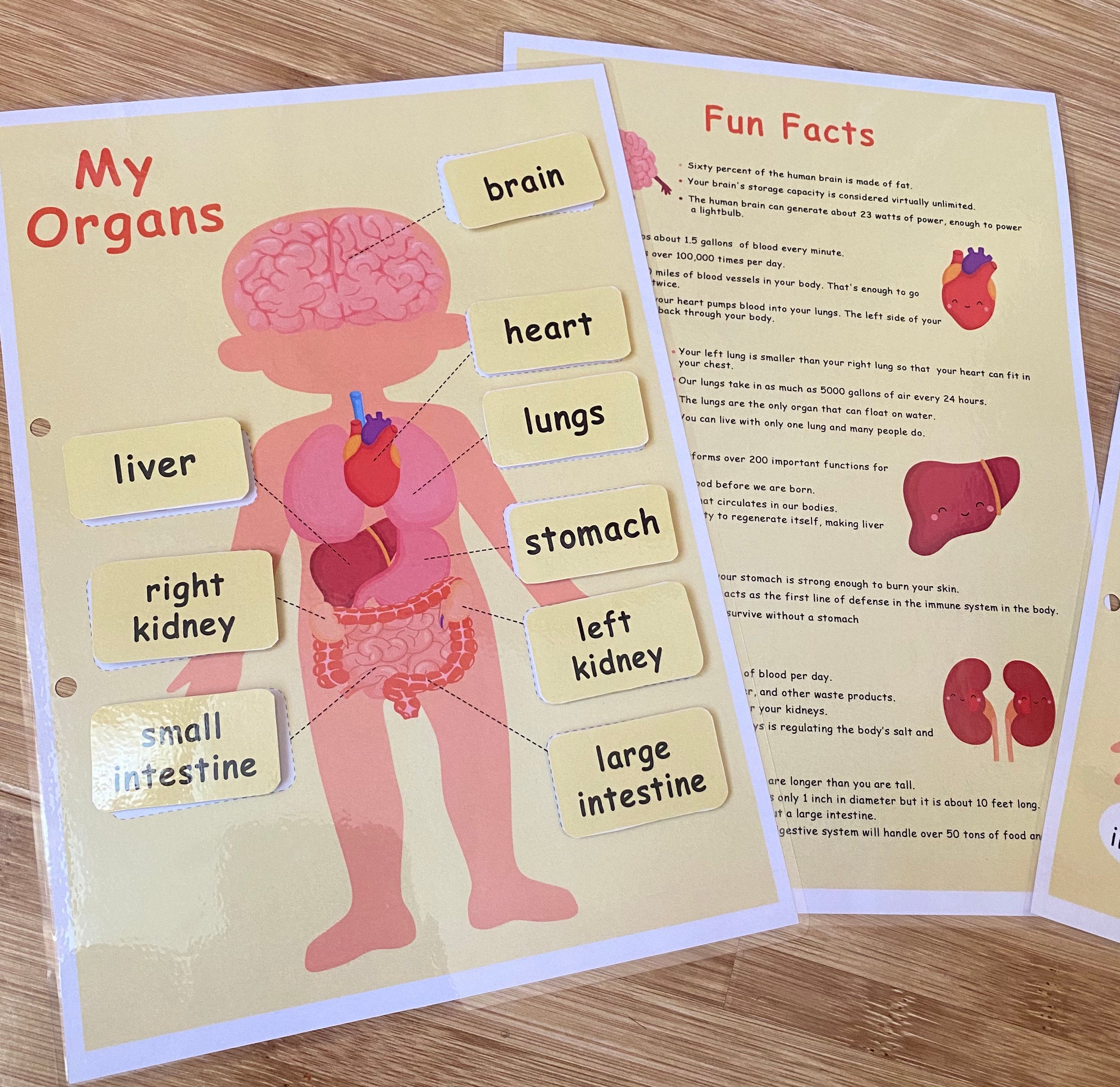 Human Anatomy Printable Activity Homeschool Resource - Etsy