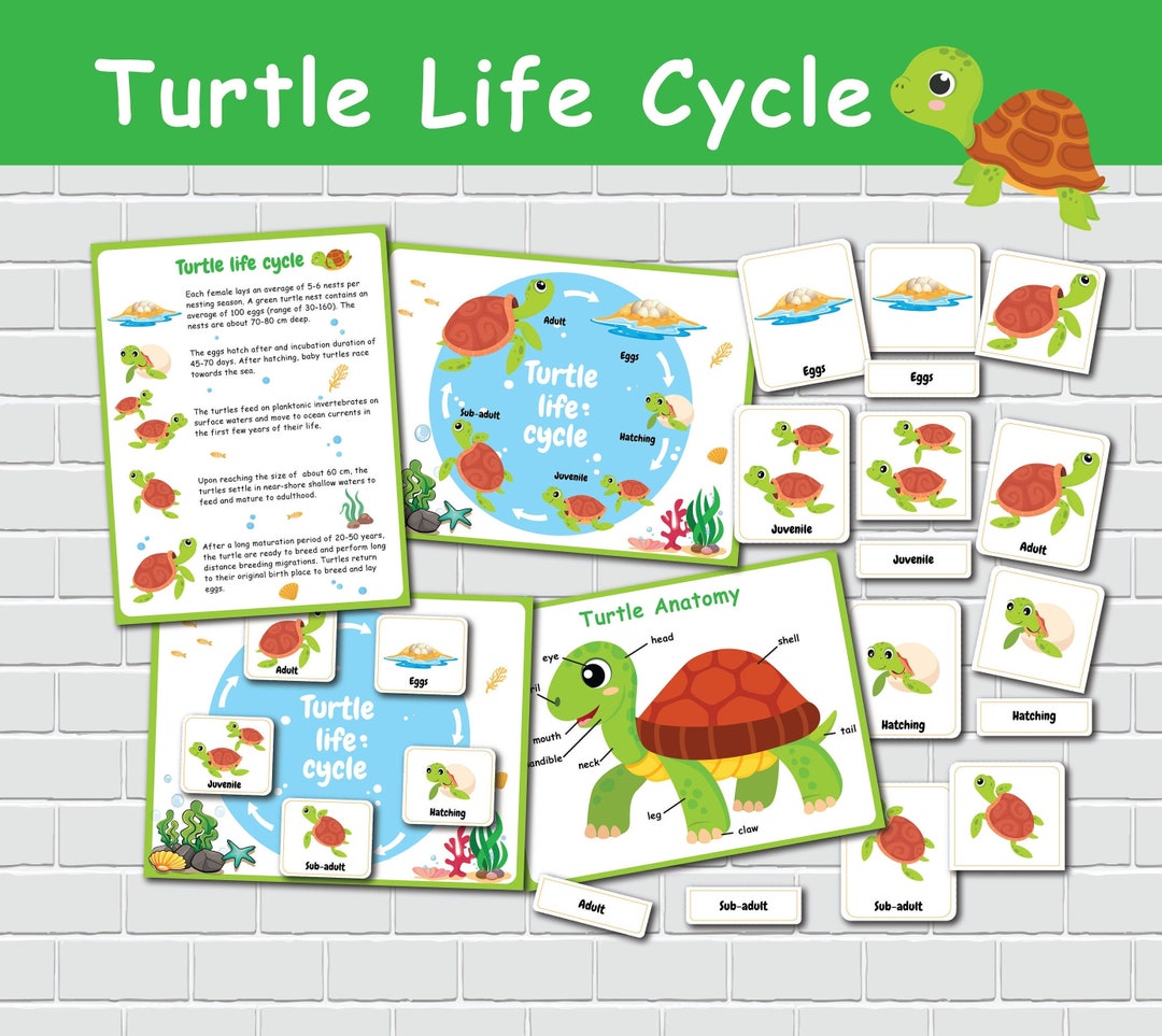 Life Cycle of a Turtle, Turtle Anatomy, 3 Part Montessori Cards, Nature ...