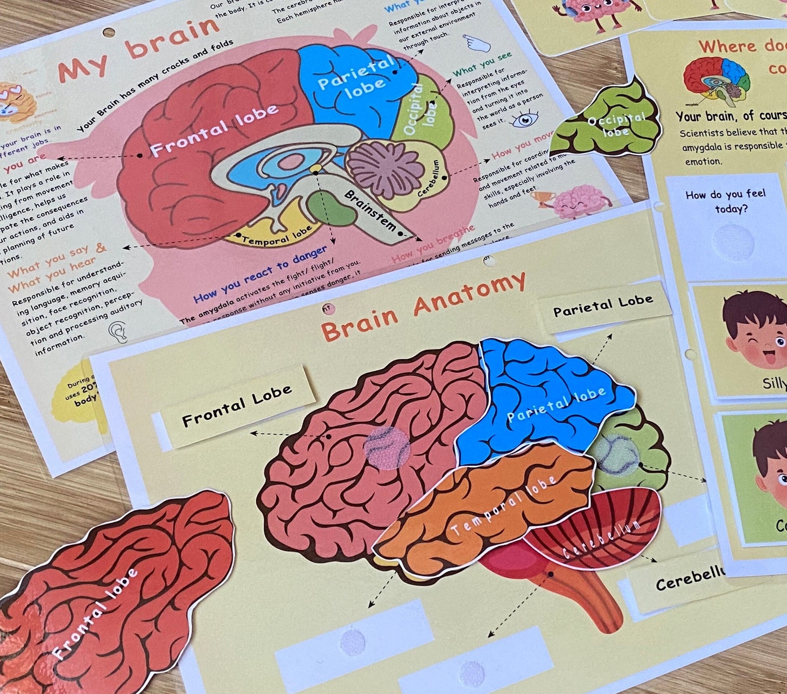 Anatomy Busy Book Printable Learning Binder Preschool - Etsy