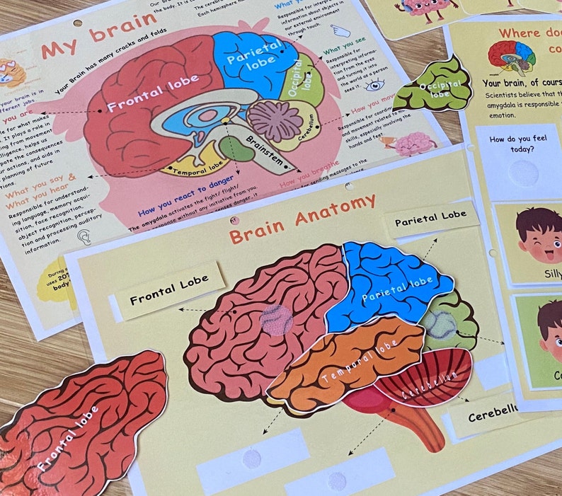 Anatomy Busy Book Printable Learning Binder Preschool - Etsy