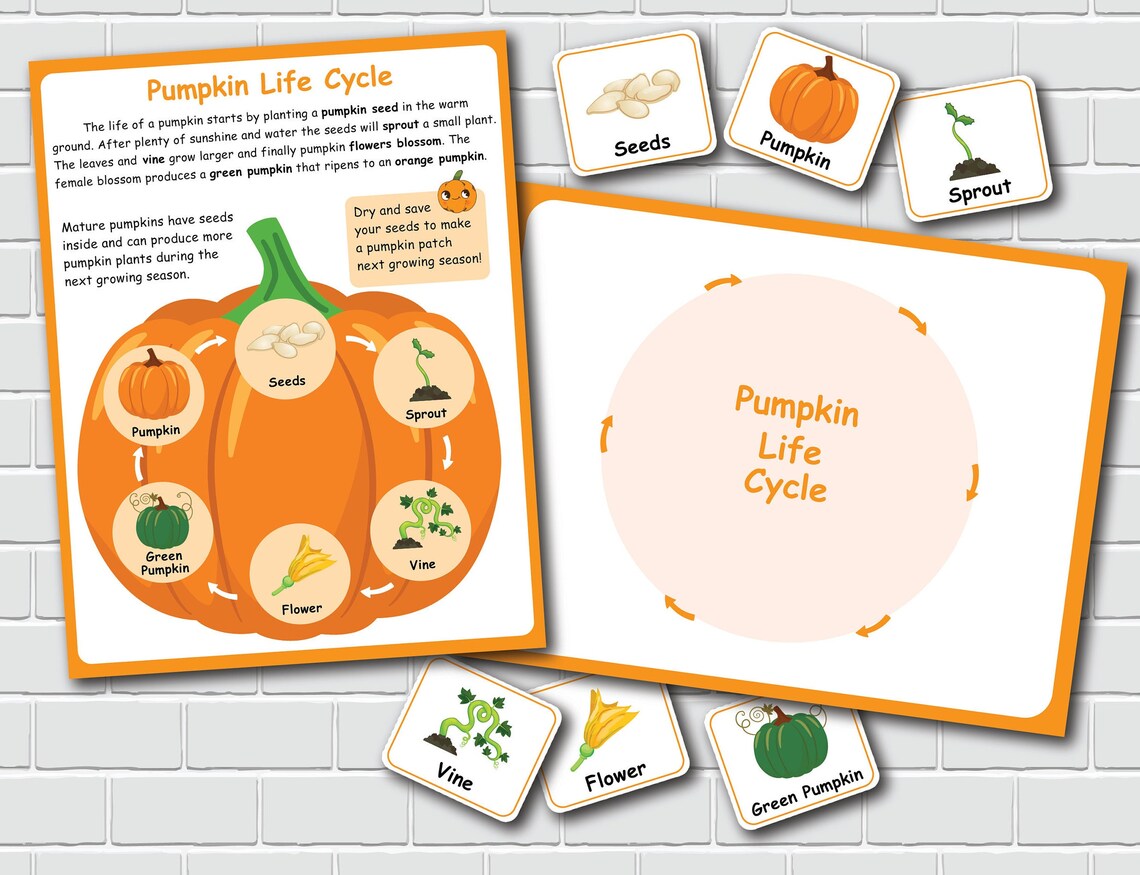 Pumpkin Unit Study Life Cycle of a Pumpkin Pumpkin - Etsy